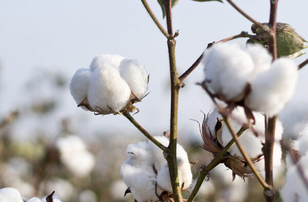 Returning Old Clothes to the Earth Can Help Cotton Grow Again | Viva ...